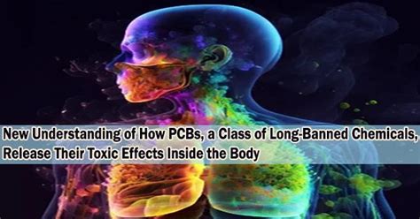 New Understanding Of How Pcbs A Class Of Long Banned Chemicals