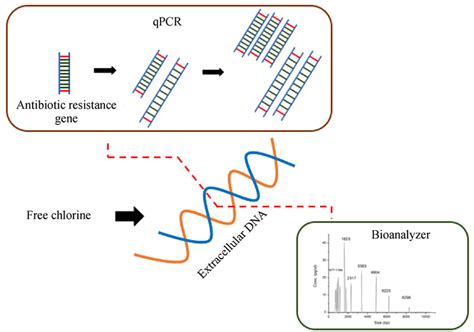 Degradation Of Extracellular Genomic Plasmid Dna And Specific Antibiotic Resistance Genes By