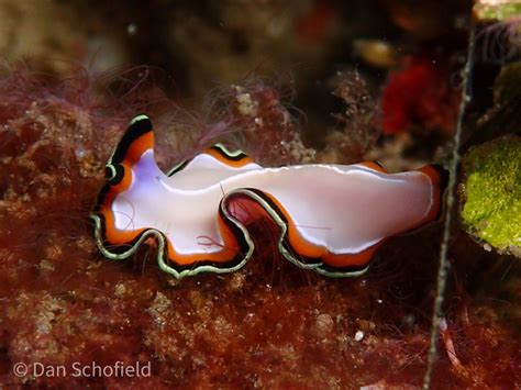 Flatworm Pseudoceros Bimarginatus