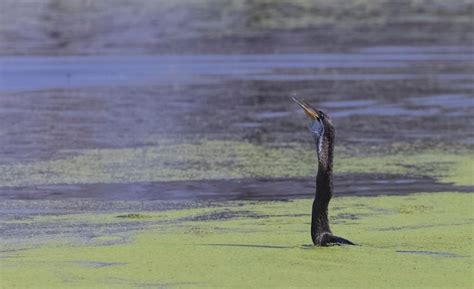 Anhinga Melanogaster Images Free Download On Freepik