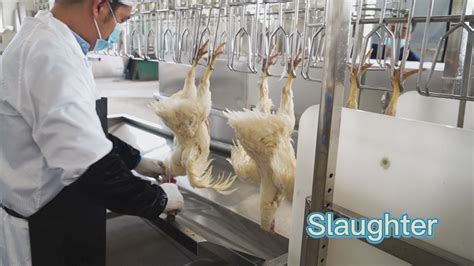 12 Steps For Chicken Slaughtering In A Slaughterhouse