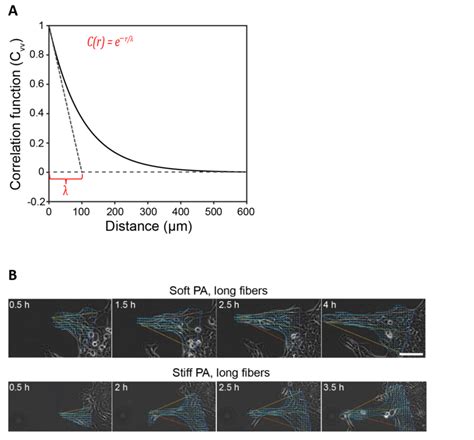 Fig S3 A Correlation Length Calculation Fitting Correlation