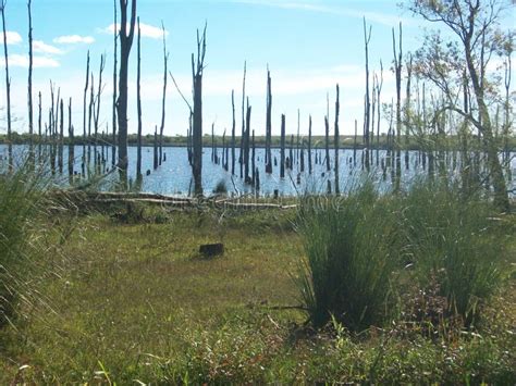 Photograph Of River With Tree Trunks Emerging From The Water Stock Photo Image Of Grass Field