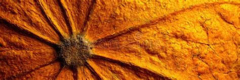 Macro View Reveals Dried Orange Peel Texture And Pattern Creating A