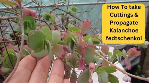 How To Propagate Kalanchoe Fedtschenkoi Easily By Cuttings Lavender