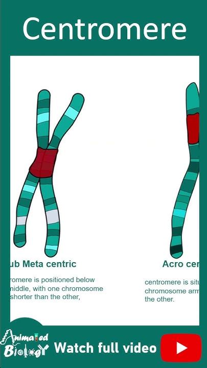 Centromere Classification Of Centromere Cell Bio In 1 Minute Youtube