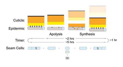 Stem Cell And Ecm Dynamics Frand Lab