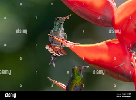 Rufous Tailed Hummingbird Amazilia Tzacatl On Scarlet Lobster Claw