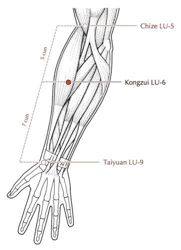 Xi Cleft Flashcards Quizlet