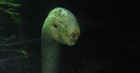 Late Night Scary Eel Album On Imgur