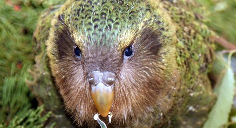 Meet Kakapo The Flightless Parrot With A Heartbreaking Backstory Aol