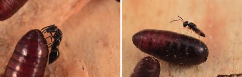 Examples Of The Two Most Important Genera Of House Fly Parasitoids