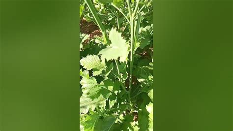 New Short Sarson Ki New Video 🌱🌻 Youtube