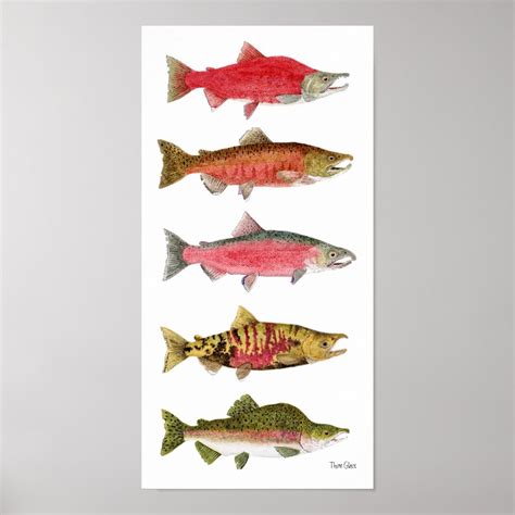 Pacific Salmon In Spawning Colors Art Poster Zazzle