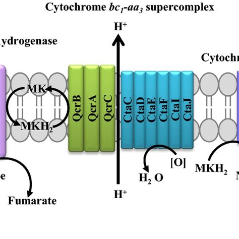 A Complex Iii Homodimer And Its Subunits B Complex Iv Monomer And Its