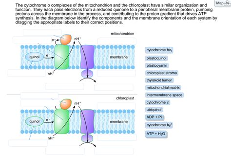 Solved The Cytochrome B Complexes Of The Mitochondrion And
