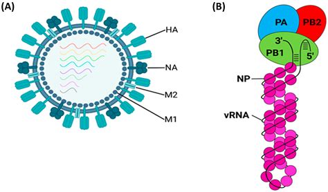 Influenza Virus Life Cycle Animation The Influenza A Virus Replication