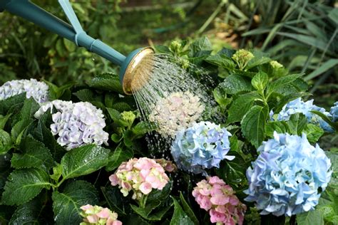 Can Hydrangeas Grow In Pots Bob Vila
