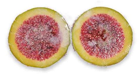 Pakiling Ficus Odorata Philippine Medicinal Herbs Alternative Medicinein The Philippines