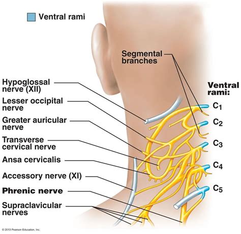 Sensory Branches Of The Cervical Plexus Cutaneous Branches Supply Skin Of Neck Upper Thorax