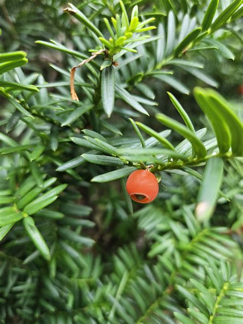 주목 Rigid Branch Yew