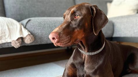 12 Cute Brown Dog Breeds For Every Home Pawsmint