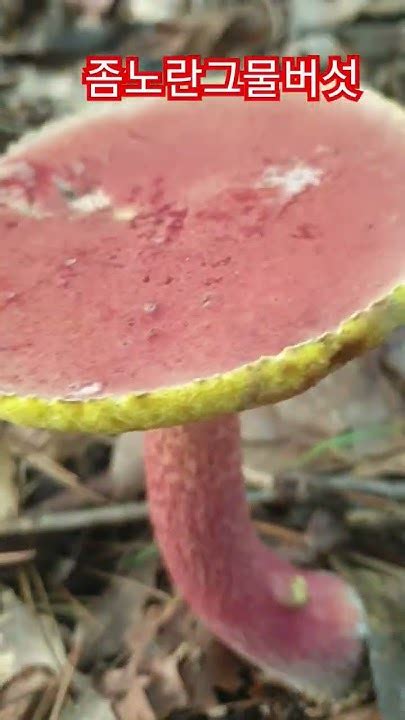 좀노란그물버섯 Youtube