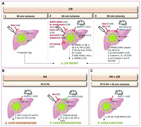 Schematic Representation Of The Role Of Inflammasome In Different