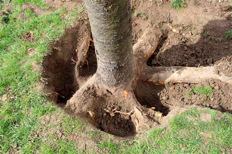 Tree Root Removal A How To Guide