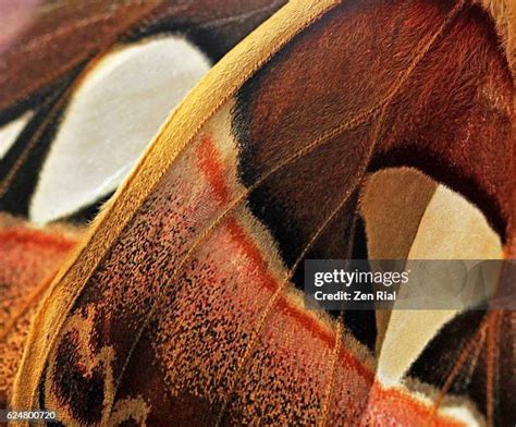 Moth Wing Scales Photos And Premium High Res Pictures Getty Images