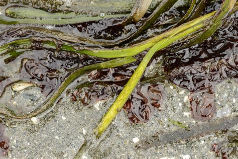 Eelgrass Flowering Salish Magazine