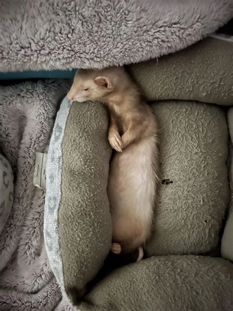 My Old Man Duke Hes 85 Years Old And When I Go Get Him For Meds