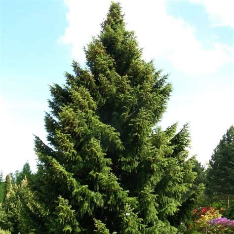 Growing And Caring For Serbian Spruce Sequoia Valley Farms