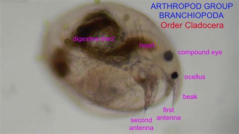 Branchiopods In Freshwater Food Chains Youtube