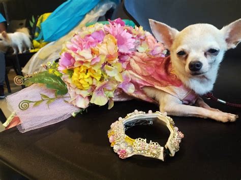 Lucky Chinatown Lets Talk About Chihuahua Happening Now Facebook