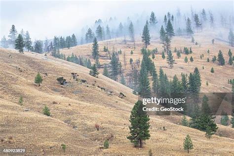 Challis Id Photos And Premium High Res Pictures Getty Images