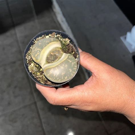 Keep Your Lithops Alive Light Water And Care Instructions