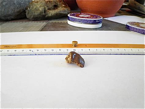 Marine Vertebrate Teeth 1 Fossil Id The Fossil Forum