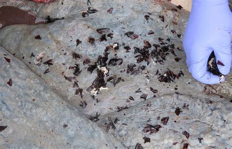 Experts Release Images From Post Mortem Of 32ft Sperm Whale Found Near