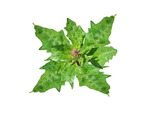 Premium Photo Oxybasis Rubra Red Goosefoot Is Perennial Herb And Used