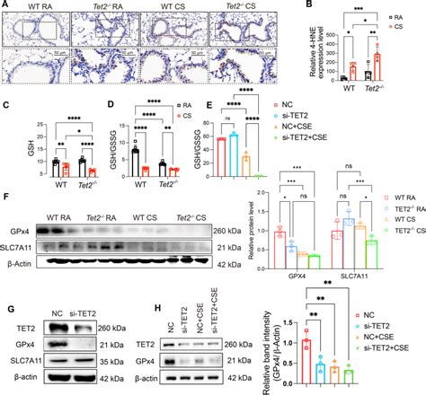Dna Dioxygenases Tet2 Deficiency Promotes Cigarette Smoke Induced Chronic Obstructive Pulmonary