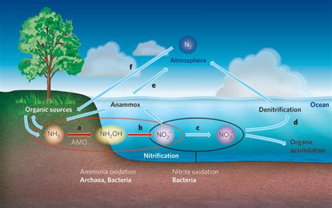 Maintaining Nitrification During Cold Weather Ebs