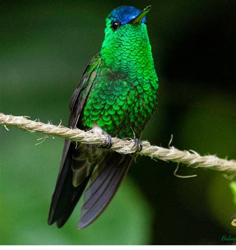 Colossal Tour More Of The 700 Colombian Birds 32 Days Birding