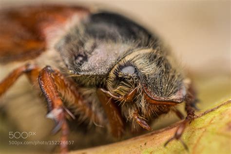 May Bug By Andy88ah Kevin Seawrights Wordpress Blog