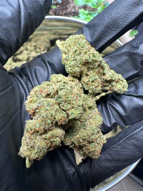 Thca Flower Everything You Need To Know Ounce Of Hope