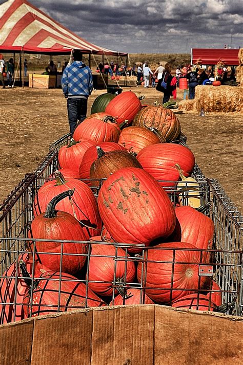 Caddis Fly And Pixie Poo