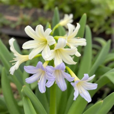 Lelijinių šeimos Darželių Augalas Zup