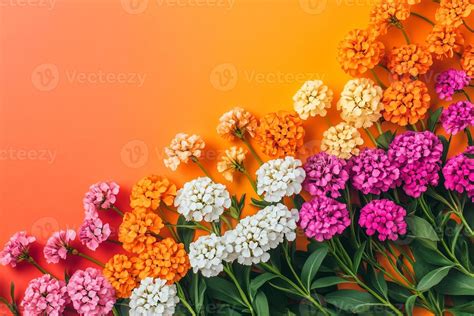 Candytuft On A Vibrant Background Photorealistic Top View Candytuft
