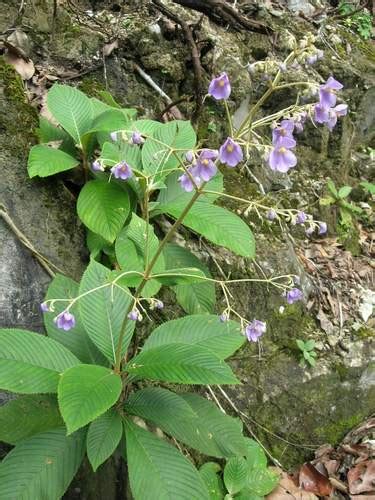 Paraboea Effusa · Inaturalist