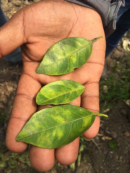 Citrus Greening The Disease
